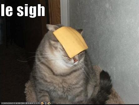 Le Sigh Meme Le Sigh Cat Macros
