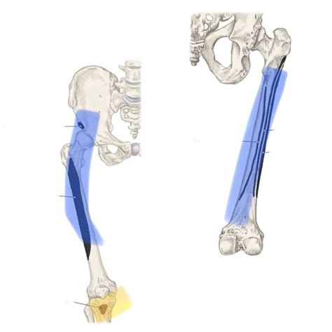 Tibialis Anteriororigin Insertion Action Nerve Supply Tibialis Anterior