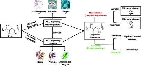 Polylactic Acid Degradation