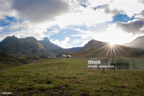 프랑스 피레네 산맥의 산 기슭에 있는 농장으로 그 길로 이어지는 길 한쪽에 방목하는 소 두 마리 산 사이의 일몰 0명에 대한 스톡 사진 및 기타 이미지 Istock