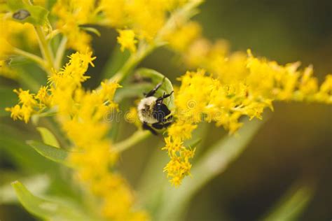 Close Up Shot Of A Bumblebee Bombus On A Yellow Flower In A Field