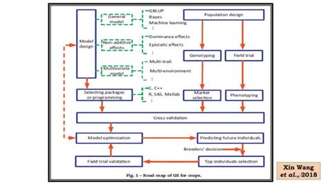 Genomic Selection Prediction Models Gebv Values Genomic Selection In