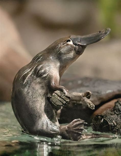 “the Duck Billed Platypus Natures Most Curious Mammal” New And Tips