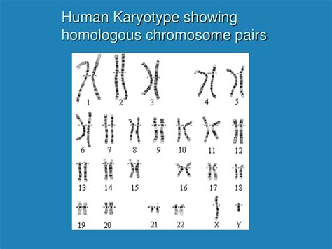 Ppt Chromosomal Basis Of Inheritance Powerpoint Presentation Free
