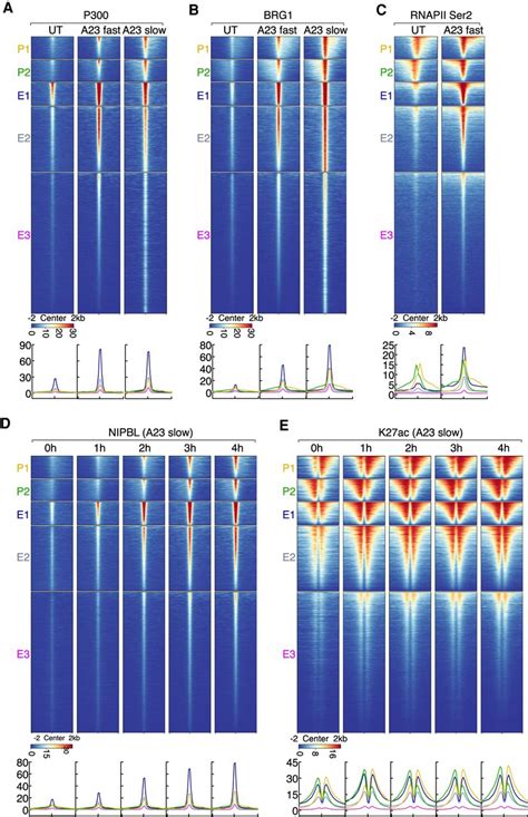 Calcium Signaling Instructs Nipbl Recruitment At Active Enhancers And
