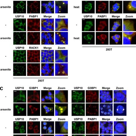 Subcellular Localization Of Usp10 And Sg Marker Proteins A To C 293t