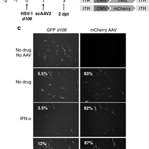 In Vitro Model Of Herpes Simplex Virus Hsv Latency A Timeline Of