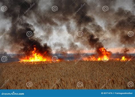 Dry Grass Fire In The Steppe Burning Dry Grass In The Spring Royalty