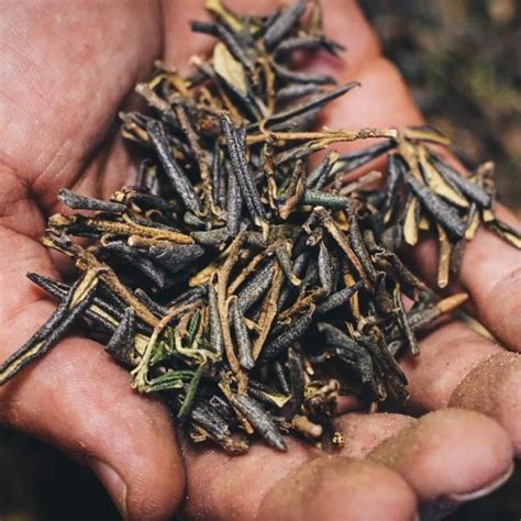 Саган Дайля: полезные свойства и как сочетать с другими чаями