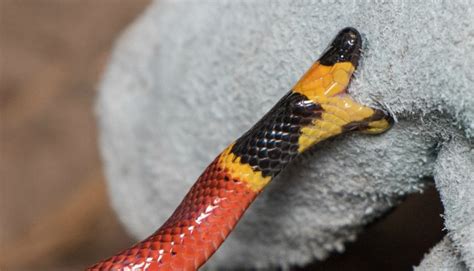 5 Surprising Facts About The Texas Coral Snake