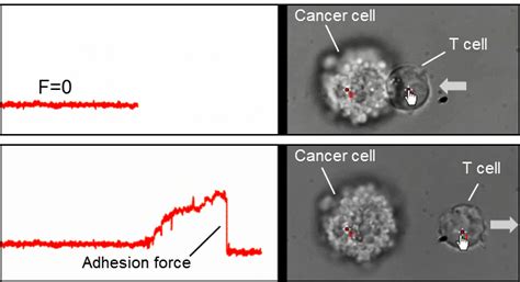 Cell Cell Interaction Forces Measured With Sensocell Laser Tweezers