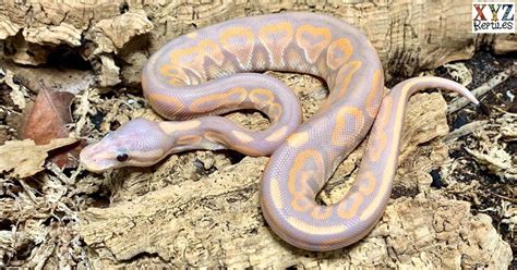 Banana Ball Python Morph Combo Blog Xyzreptiles
