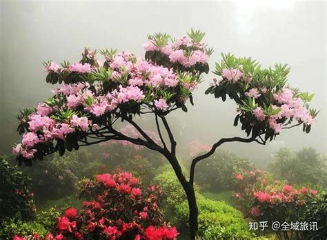 高山花园天台华顶山上的这片花海红了 知乎