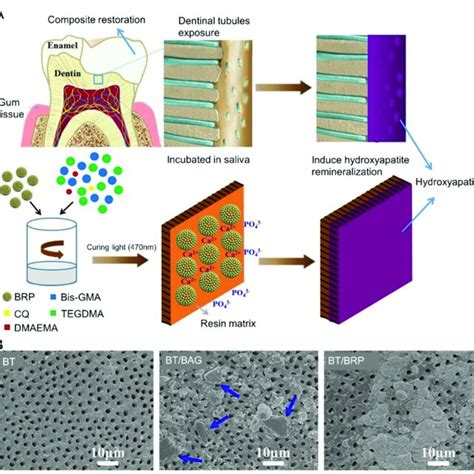 A Schematic Demonstration Of The Specific Mix Of Brp And Resin Matrix