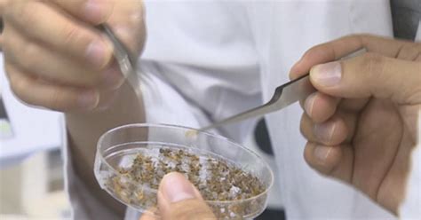 [김지수의 건강 36 5] 모기의 습격 지카·뎅기·일본뇌염으로 위협