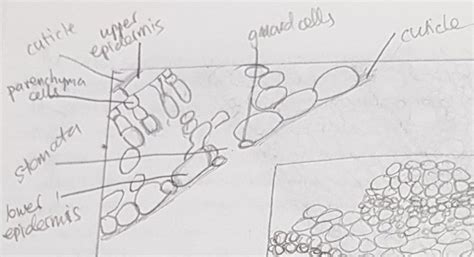 Plant Epidermal Tissue
