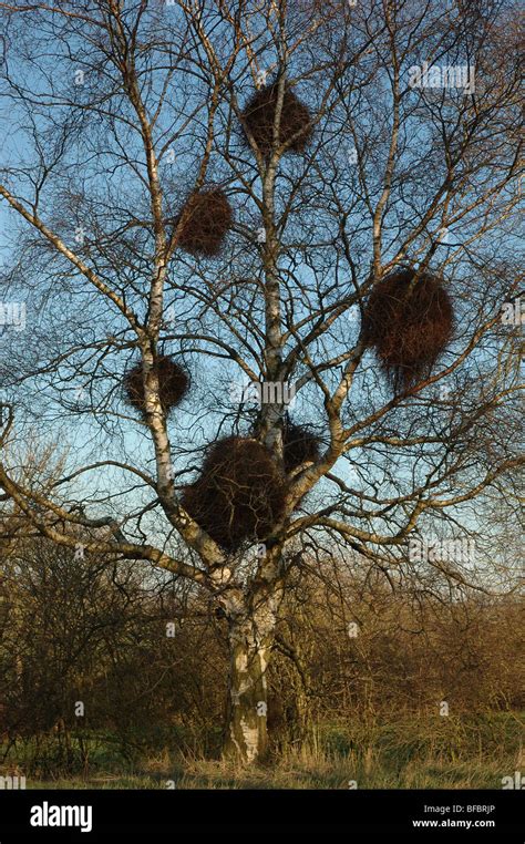 Crow Nest In Tree