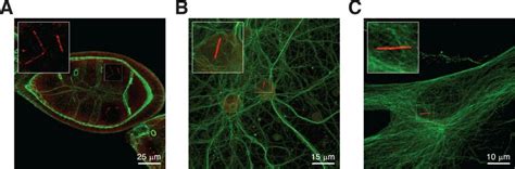 Filament Formation Of Prpp Synthetase Is Evolutionarily Conserved Download Scientific Diagram