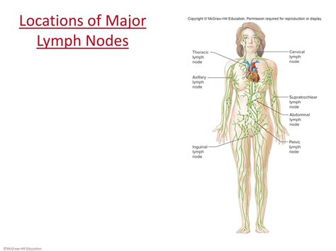 Lymph Nodes Locations