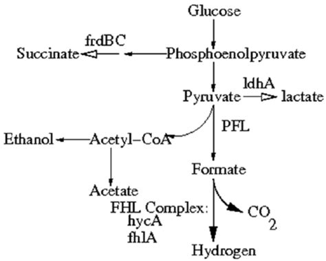 Fermentative Hydrogen Production Pathway From Glucose By E Coli The Download Scientific