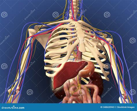 Human Skeleton Showing Digestive System And Nervous System Stock Illustration Illustration Of