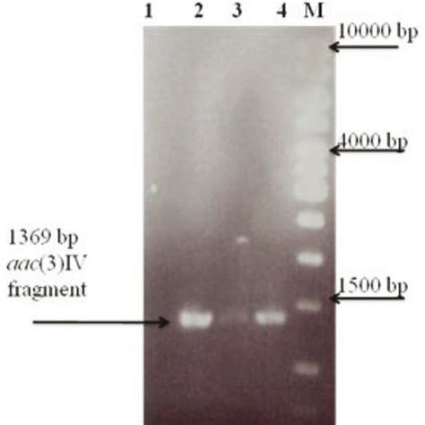 Putative Metabolic Pathway Of Poly Hydroxyalkanoate Pha Biosynthesis Download Scientific