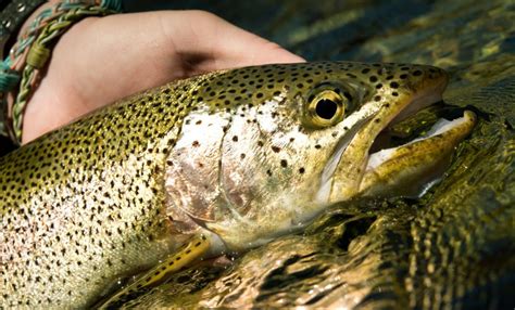 Sunday Classic Ways To Determine The Sex Of A Trout Fly Fishing Gink And Gasoline How
