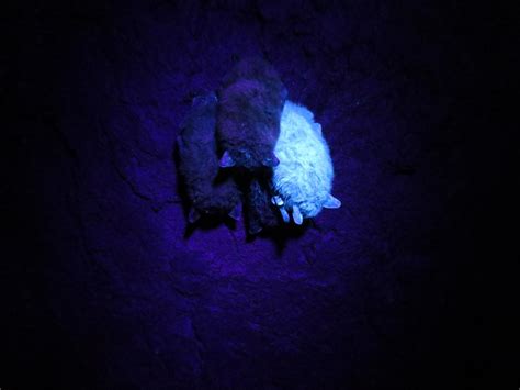Bat With Fluorescent Powder Image Eurekalert Science News Releases
