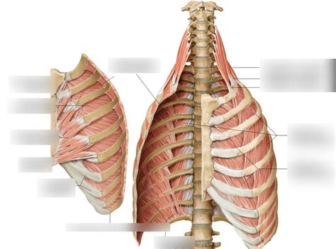 Transversus Thoracis Muscle Origin Of Transversus Thoracis Muscle