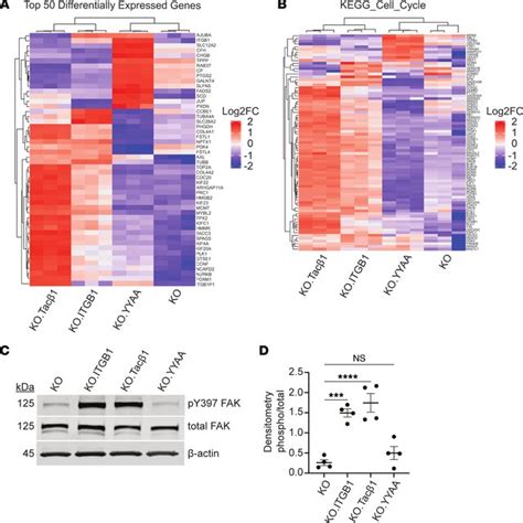Deletion Of Integrin β1 In Type 2 Alveolar Epithelial Cells Results In Download Scientific