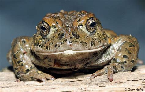 Yosemite Toad Alchetron The Free Social Encyclopedia