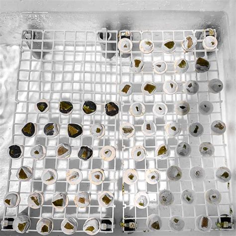 Microfragment Techniques In Coral Propagation Maldives Marine Savers