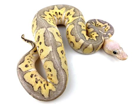 Discover The Dazzling Hues Of Ball Python Color Variations Vital Frog