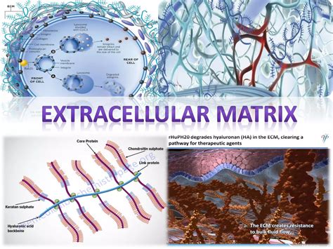 The Extracellular Matrix ECM PDF