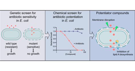 Genetic And Chemical Screening Reveals Targets And Compounds To Potentiate Gram Positive