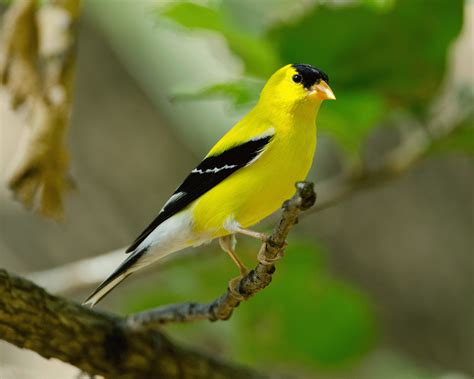 Journeys With Judy Backyard Birds In Mo