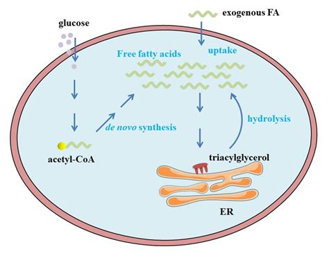 Short Polyunsaturated Fatty Acid