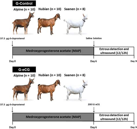 Schematic Representation Of The Experimental Design Of Estrus Download Scientific Diagram