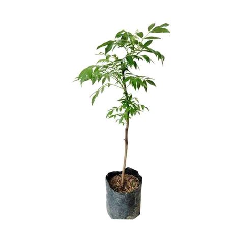 Jual Produk Bibit Kedondong Mini Sikumis