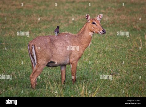 Female Nilgai With Brahminy Myna Sitting On Her In Keoladeo National