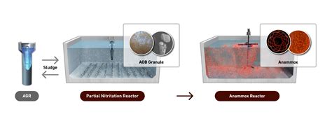Amx The Most Resilient Two Stage Anammox System — Bkt Global