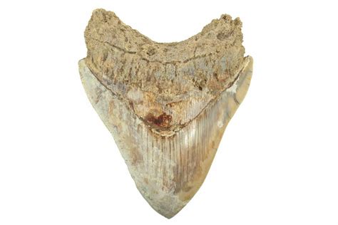 serrated 5 57 fossil megalodon tooth west java indonesia 226245