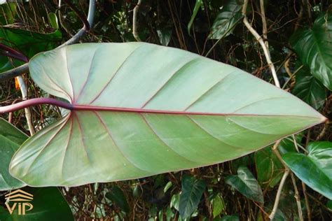 معرفی 33 انواع فیلودندرون و آشنایی با روش نگهداری فیلودندرون