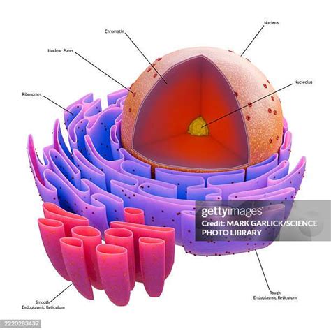 Structure Of Cell Nucleus High Res Vector Graphic Getty Images