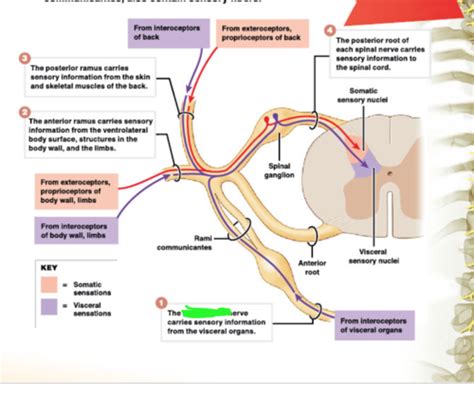 Ch 13 Spinal Nerve Plexus Flashcards Quizlet