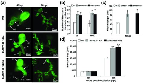 Rnai Mediated Silencing Of Tamyb391 Decreased Wheat Resistance To