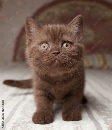 Chocolate British Shorthair