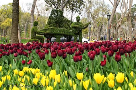 სტამბული ტიტების ფესტივალი თურქეთი 0 Gel ვიზა თრეველ