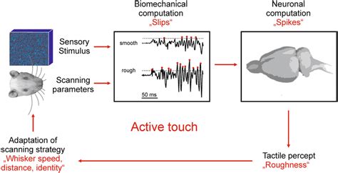 Active Touch The Tactile System Is An Active Scanning System This Download Scientific Diagram