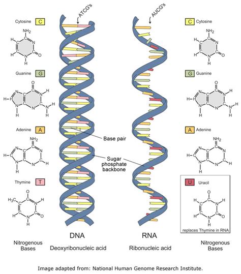Knowledge DNA Dan RNA